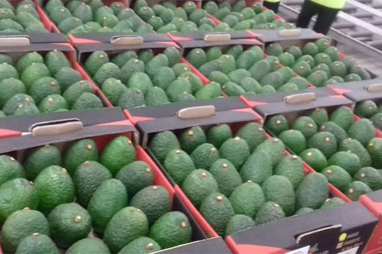 Avocado Farming in Kenya: A Growing Sector Transforming Livelihoods and ...